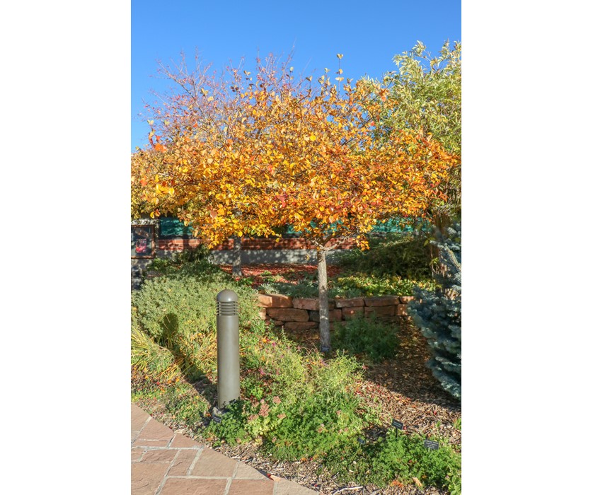 Colorado Springs Utilities Xeriscaping - Thornless Cockspur Hawthorn