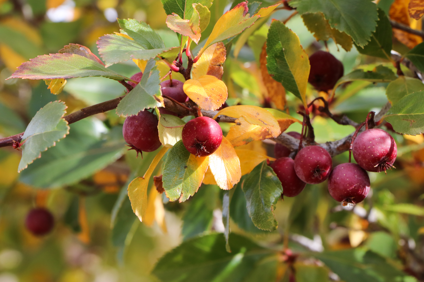 Colorado Springs Utilities Xeriscaping - Thornless Cockspur Hawthorn