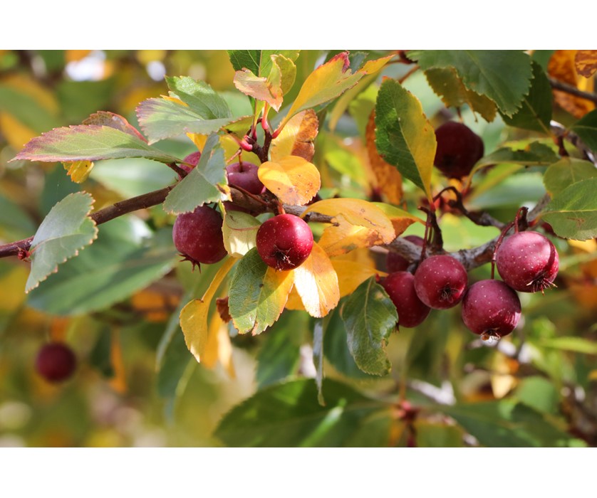 Colorado Springs Utilities Xeriscaping - Thornless Cockspur Hawthorn