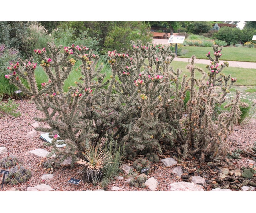 Colorado Springs Utilities Xeriscaping - Cholla