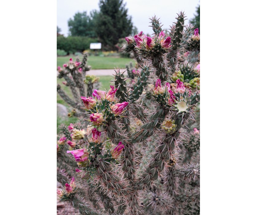 Colorado Springs Utilities Xeriscaping - Cholla