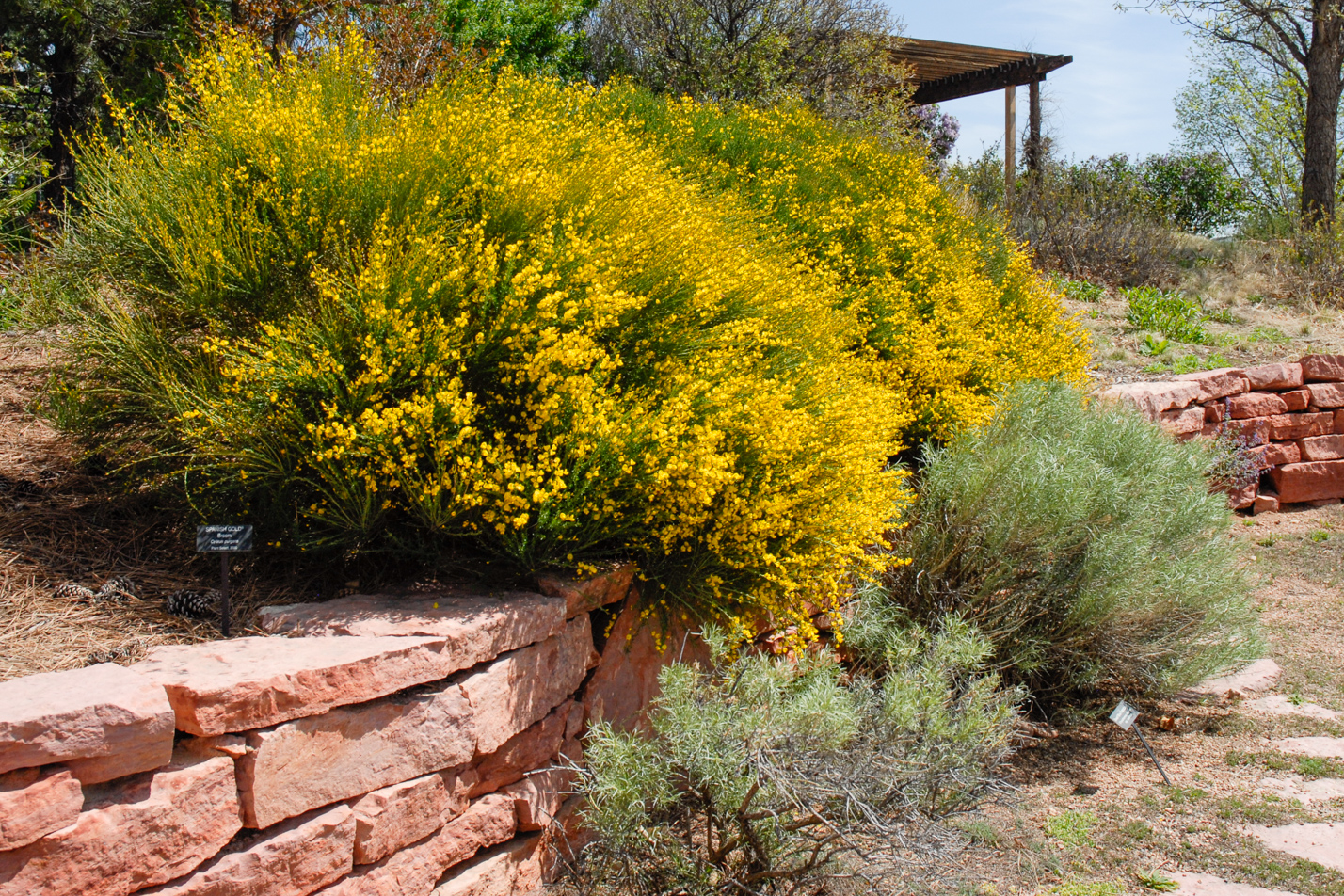 Colorado Springs Utilities Xeriscaping - Spanish Gold Broom