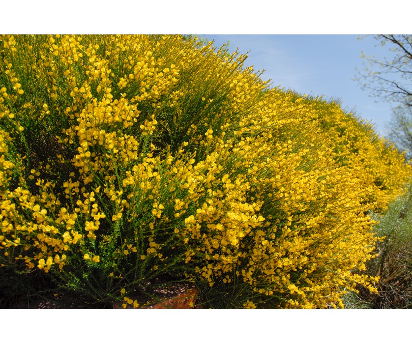 Colorado Springs Utilities Xeriscaping - Spanish Gold Broom