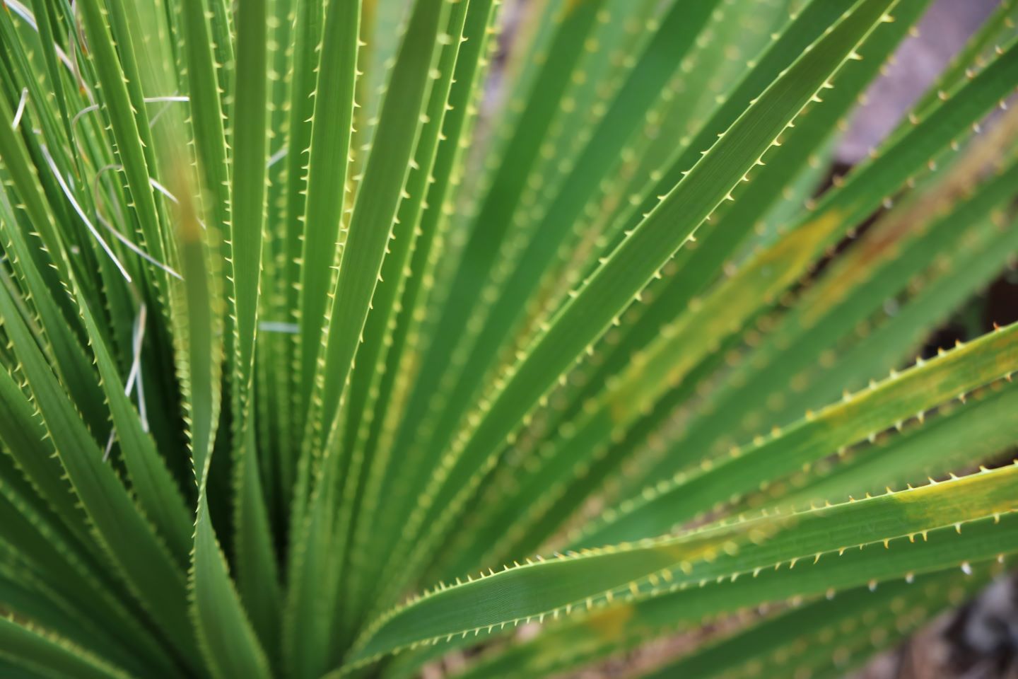 Colorado Springs Utilities Xeriscaping - Texas sotol