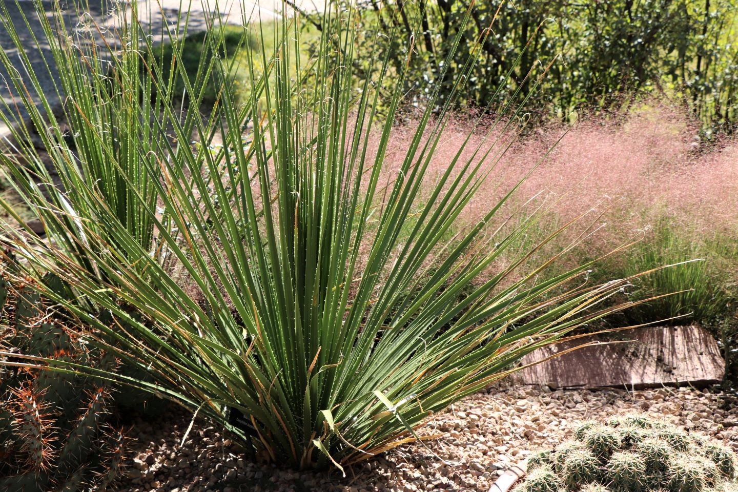 Colorado Springs Utilities Xeriscaping - Texas sotol