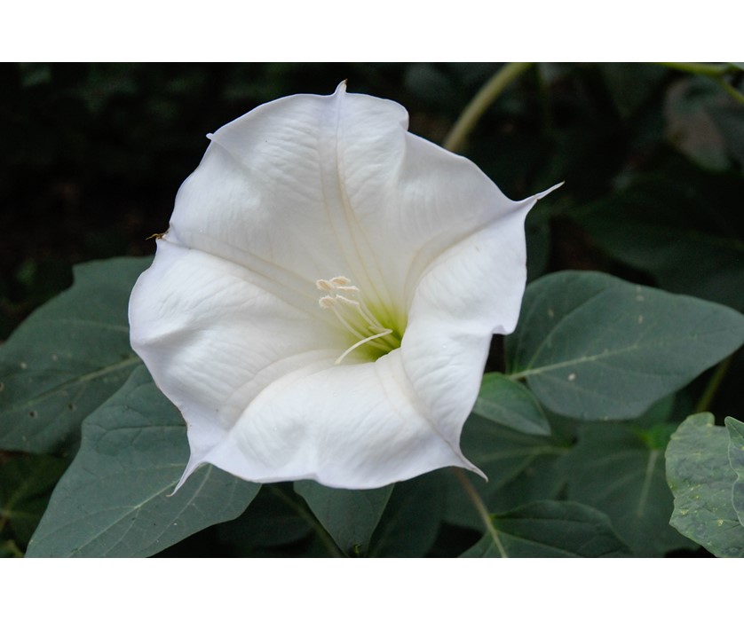 Colorado Springs Utilities Xeriscaping - Sacred Datura