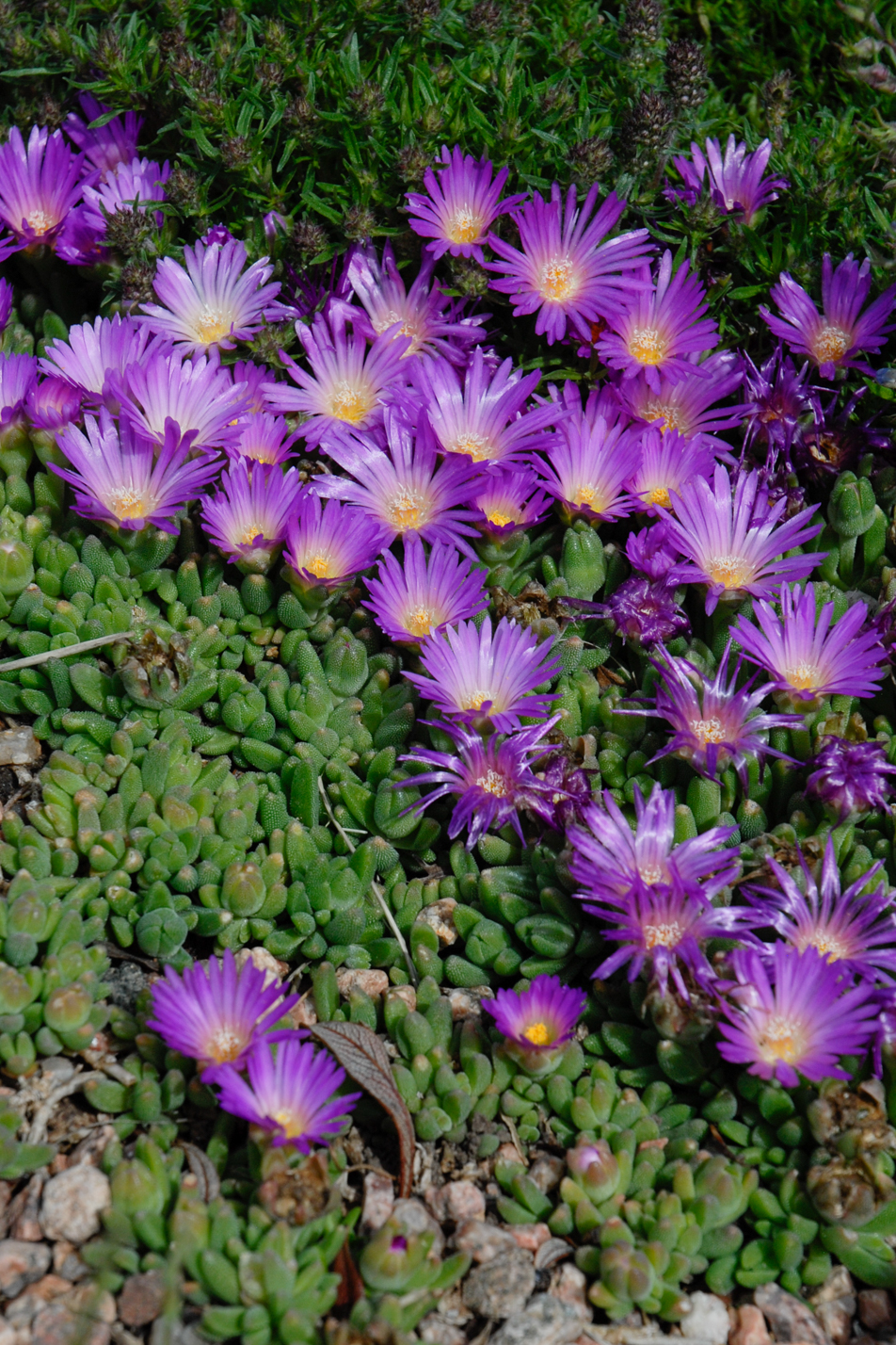 Colorado Springs Utilities Xeriscaping - Table Mountain Iceplant