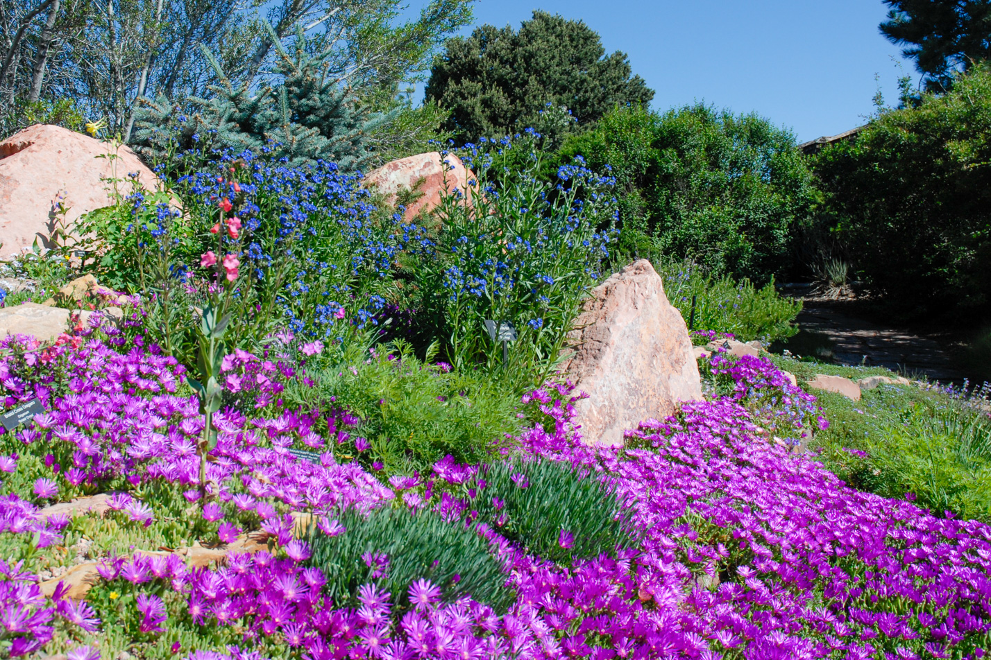 Colorado Springs Utilities Xeriscaping - Table Mountain Iceplant