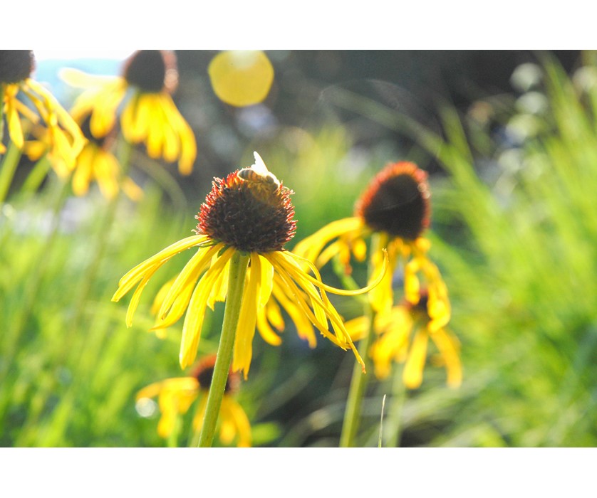 Colorado Springs Utilities Xeriscaping - Yellow Coneflower