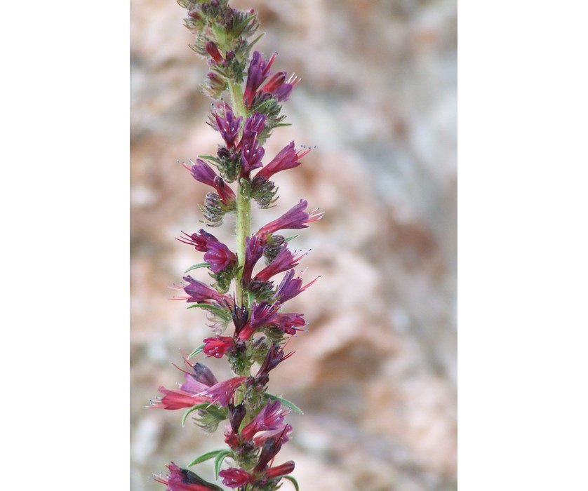 Colorado Springs Utilities Xeriscaping - Red Feathers