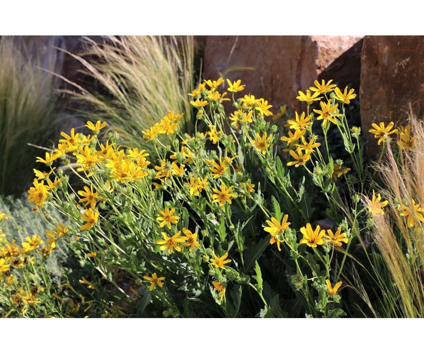Colorado Springs Utilities Xeriscaping - Engelmann's Daisy