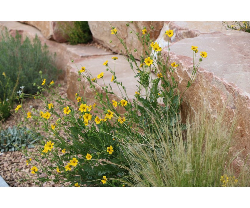 Colorado Springs Utilities Xeriscaping - Engelmann's Daisy