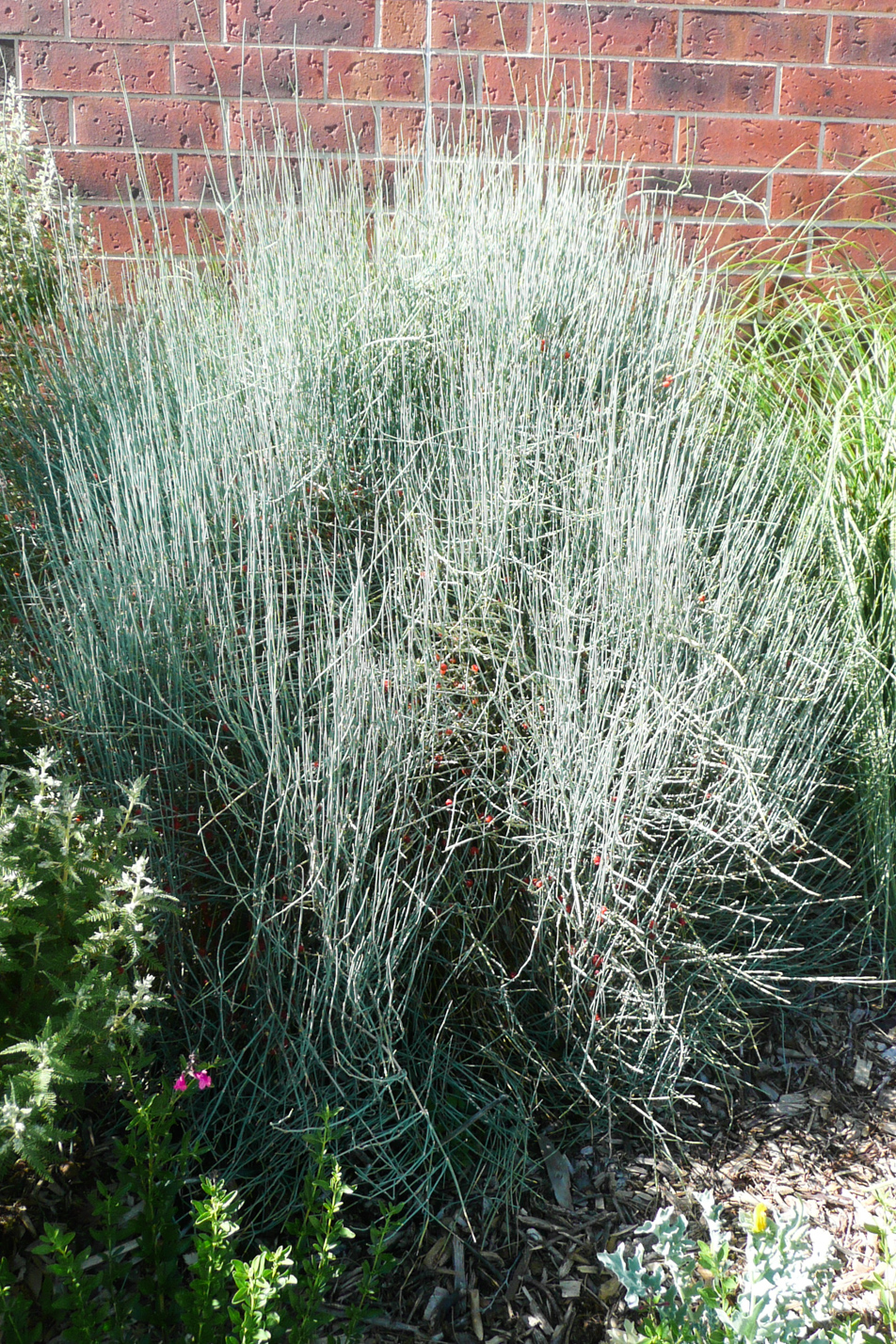 Colorado Springs Utilities Xeriscaping - Bluestem Joint Fir