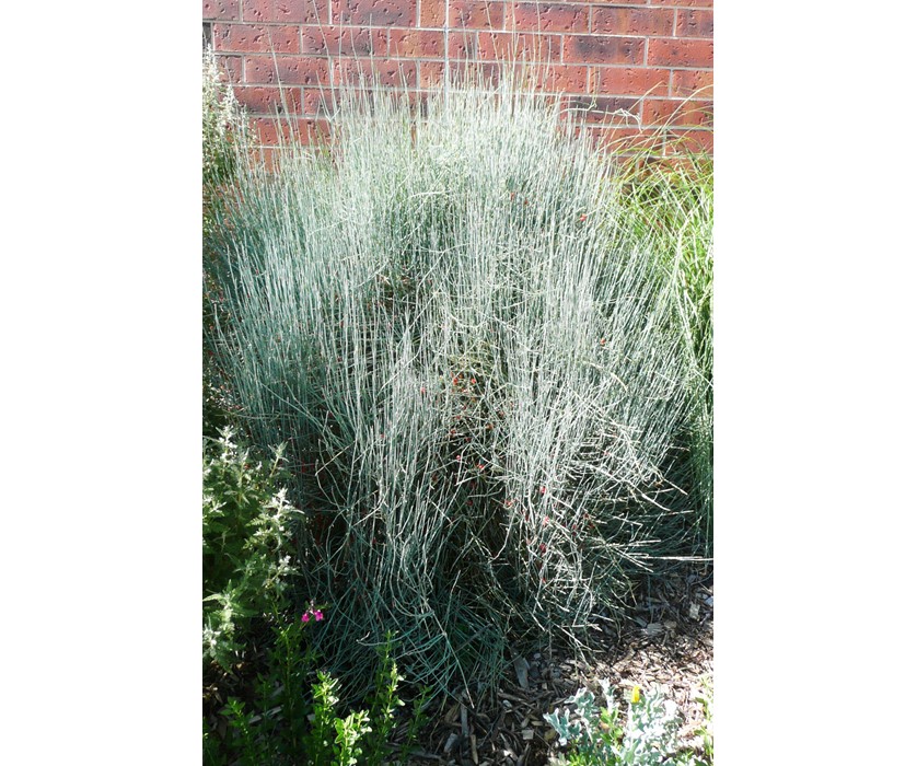 Colorado Springs Utilities Xeriscaping - Bluestem Joint Fir