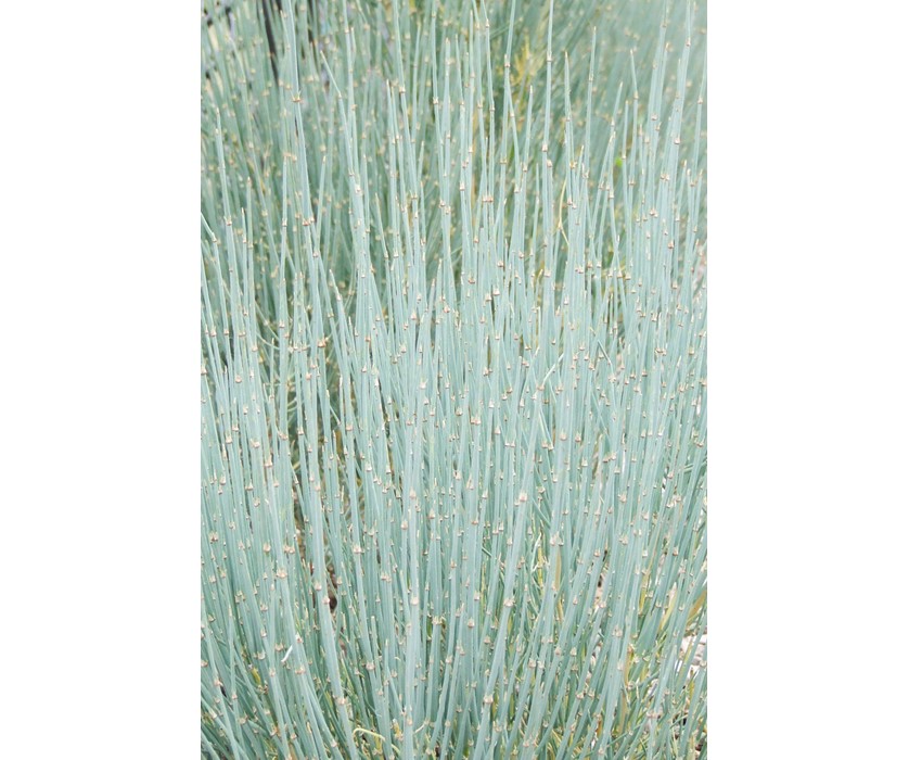 Colorado Springs Utilities Xeriscaping - Bluestem Joint Fir