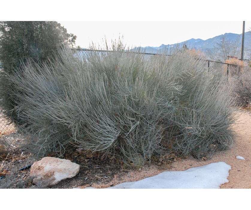 Colorado Springs Utilities Xeriscaping - Bluestem Joint Fir