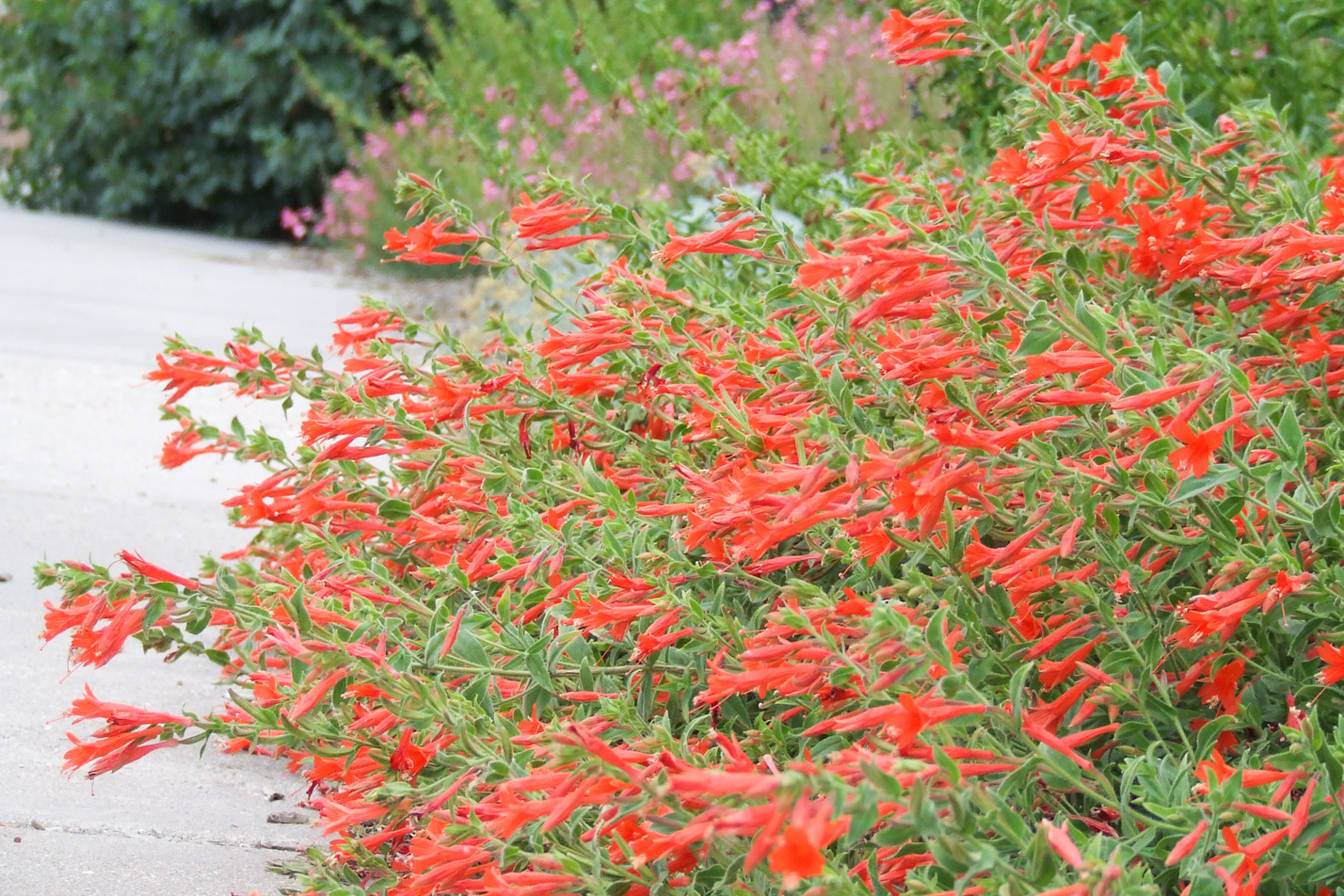 Colorado Springs Utilities Xeriscaping - Orange Carpet Hummingbird Trumpet