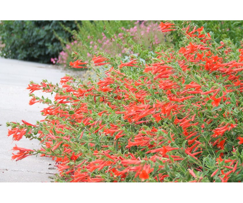 Colorado Springs Utilities Xeriscaping - Orange Carpet Hummingbird Trumpet