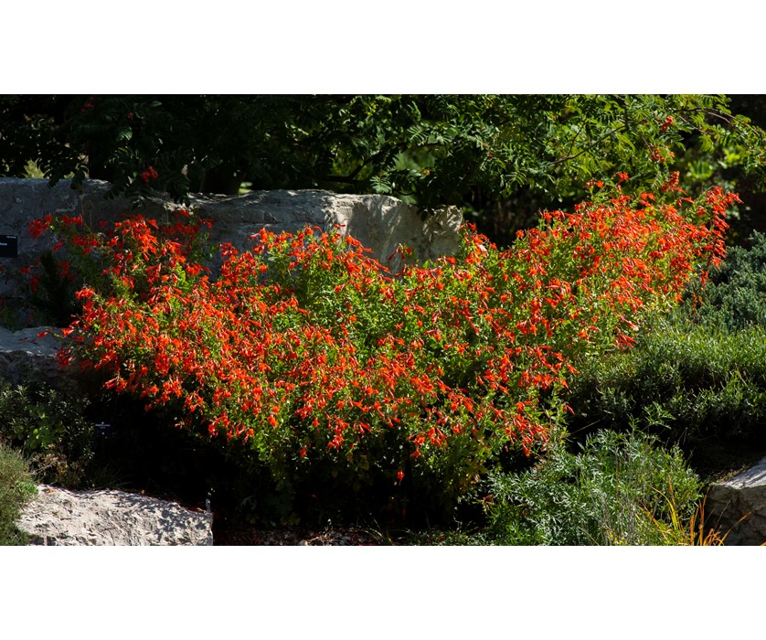 Colorado Springs Utilities Xeriscaping - Orange Carpet Hummingbird Trumpet