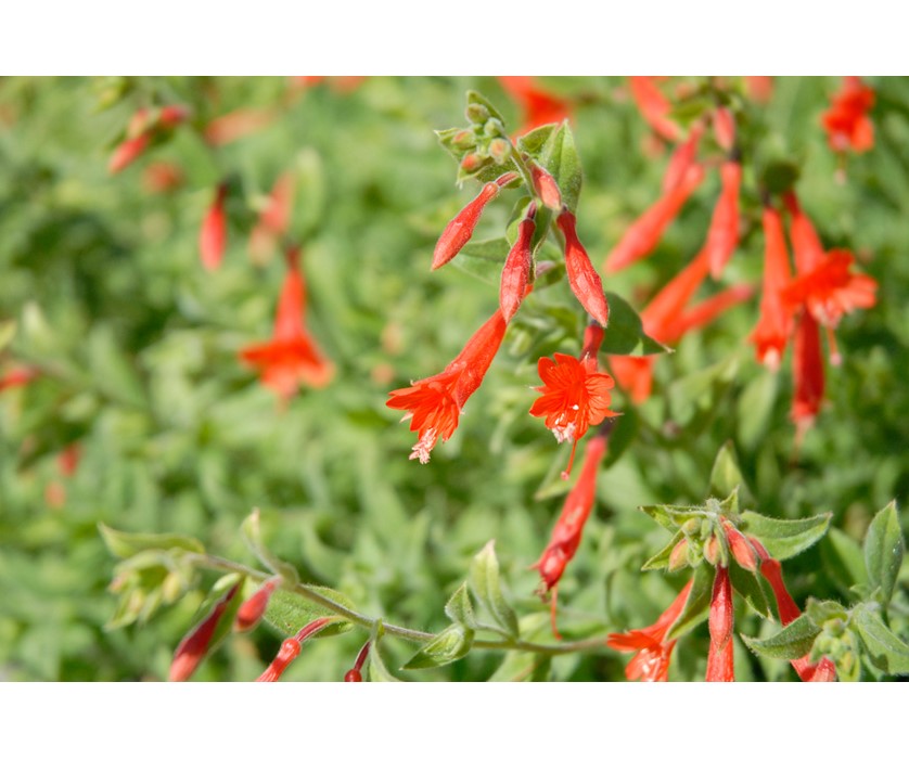 Colorado Springs Utilities Xeriscaping - Orange Carpet Hummingbird Trumpet