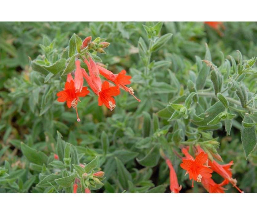 Colorado Springs Utilities Xeriscaping - Orange Carpet Hummingbird Trumpet