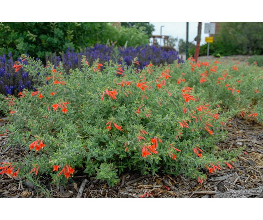 Colorado Springs Utilities Xeriscaping - Orange Carpet Hummingbird Trumpet