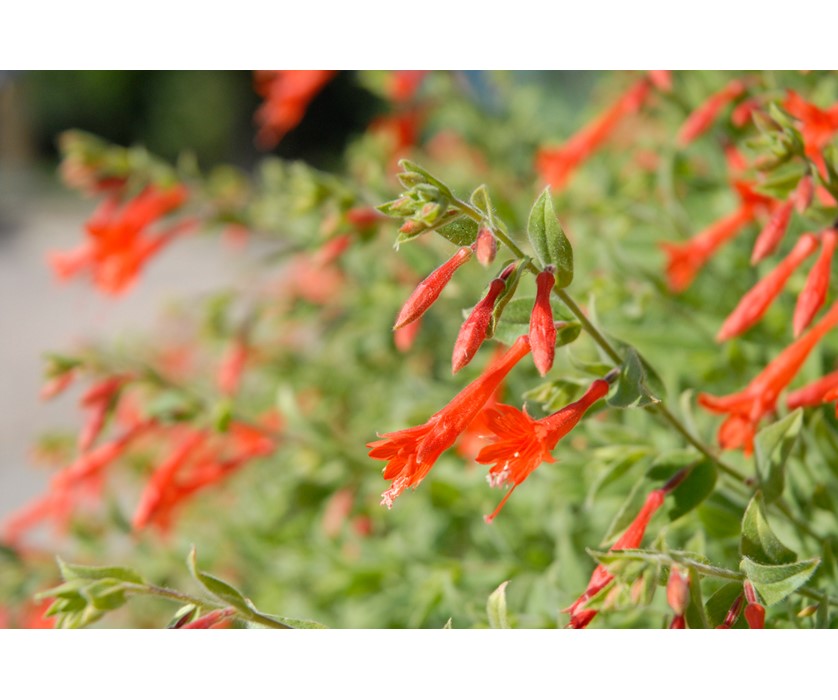 Colorado Springs Utilities Xeriscaping - Orange Carpet Hummingbird Trumpet