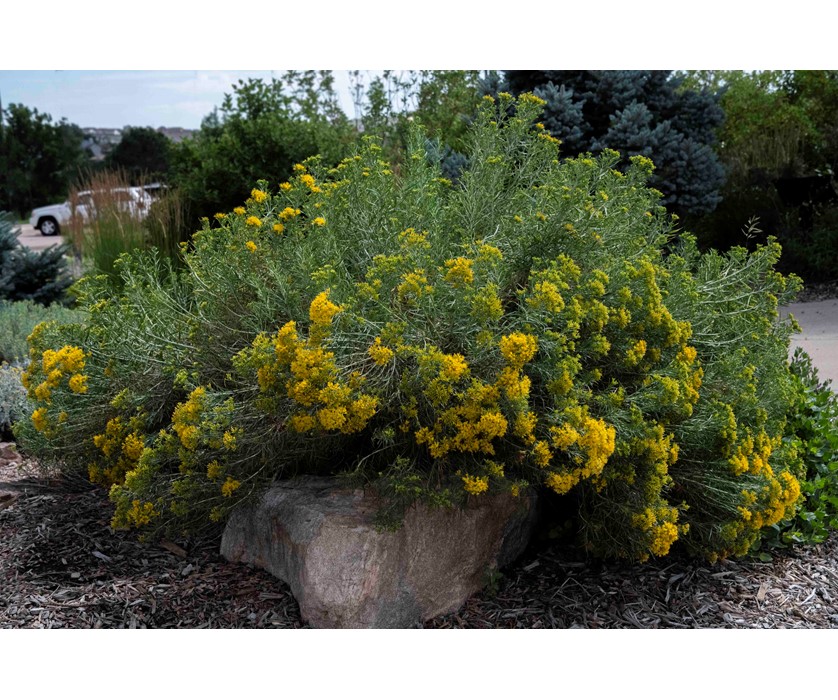Colorado Springs Utilities Xeriscaping - Dwarf Blue Rabbitbrush