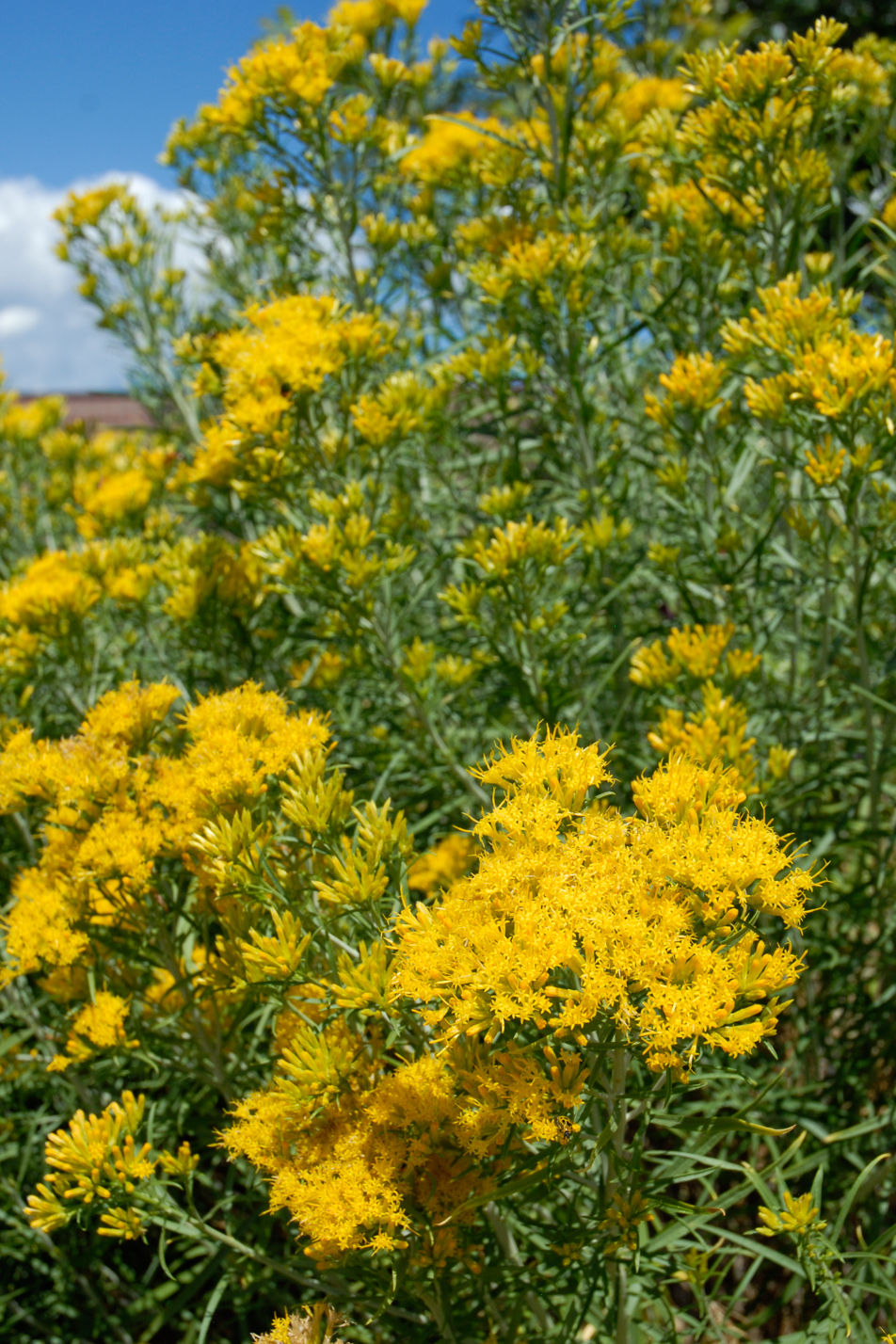 Colorado Springs Utilities Xeriscaping - Dwarf Blue Rabbitbrush