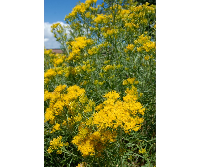 Colorado Springs Utilities Xeriscaping - Dwarf Blue Rabbitbrush