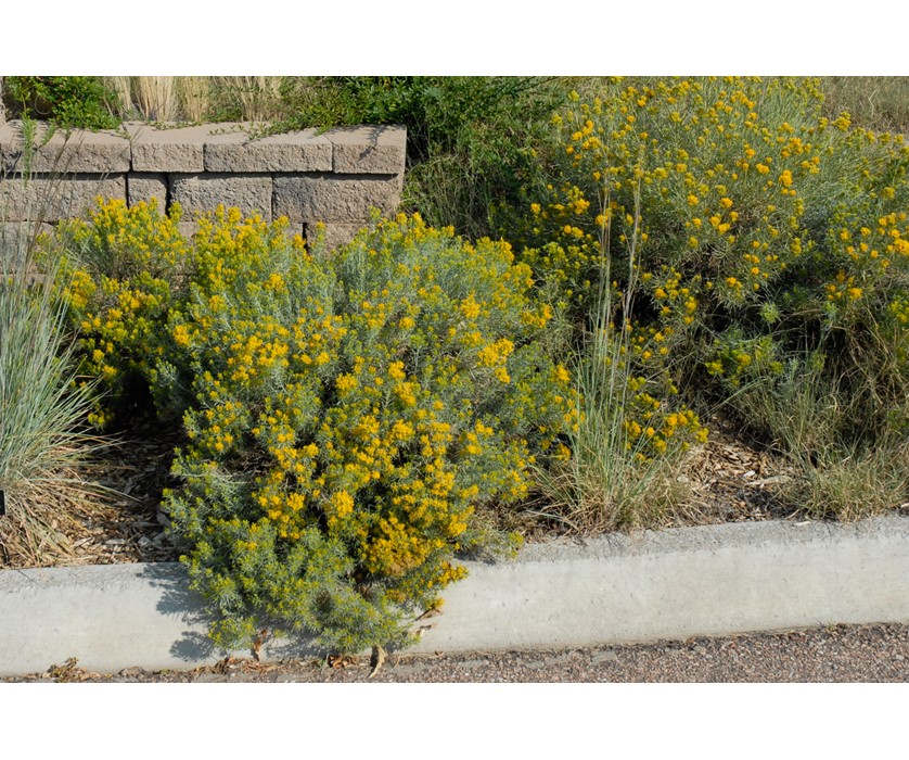 Colorado Springs Utilities Xeriscaping - Dwarf Blue Rabbitbrush