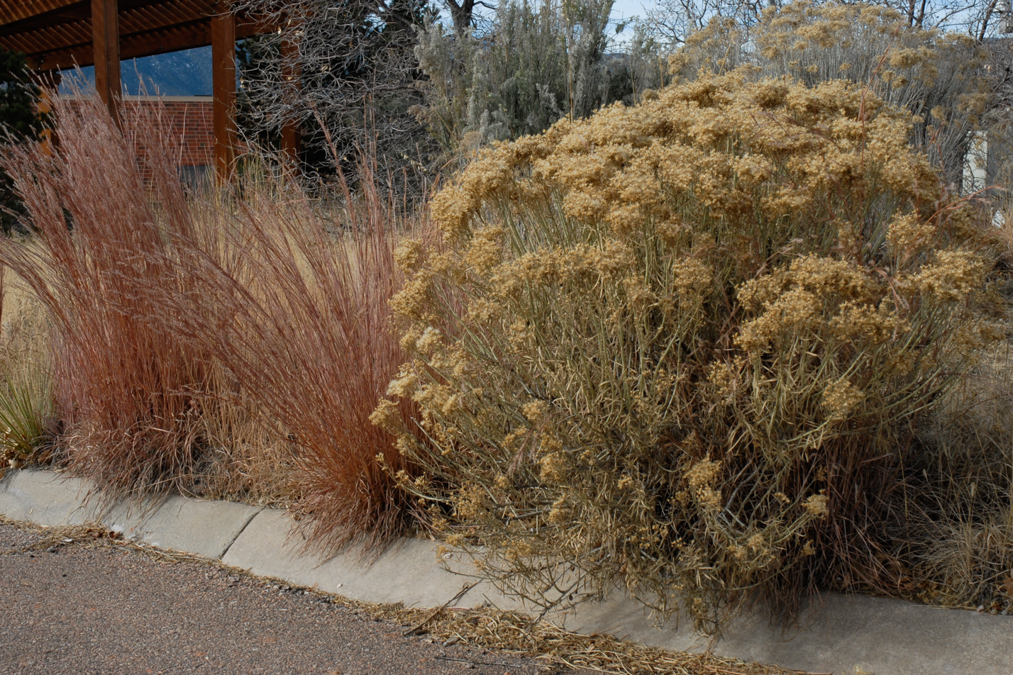 Colorado Springs Utilities Xeriscaping - Dwarf Blue Rabbitbrush
