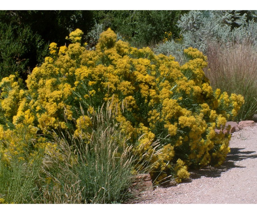 Colorado Springs Utilities Xeriscaping - Tall Rabbitbrush
