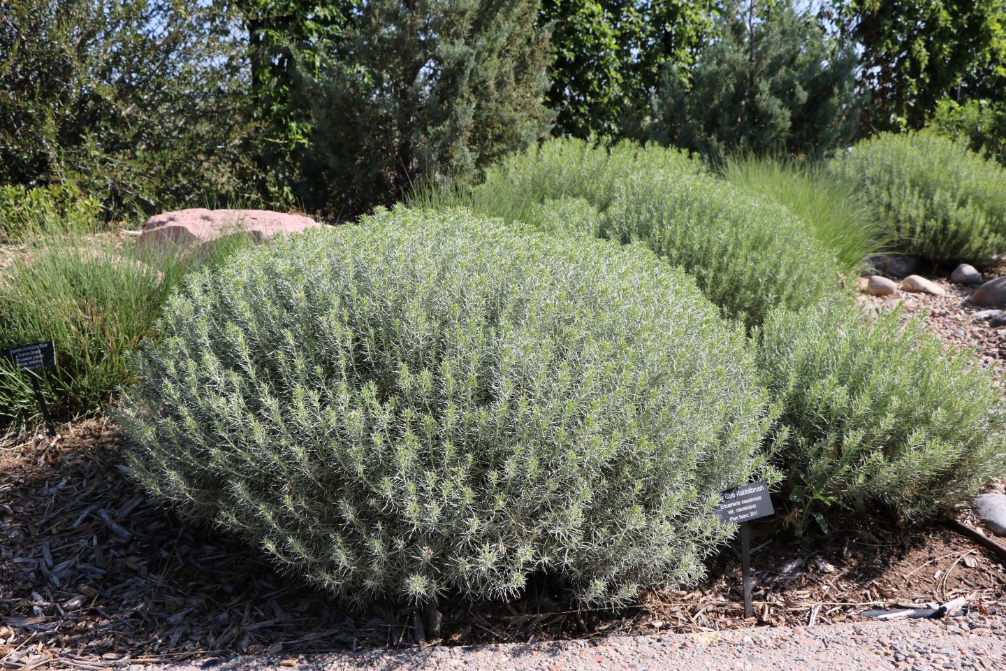 Colorado Springs Utilities Xeriscaping - Baby blue rabbitbrush