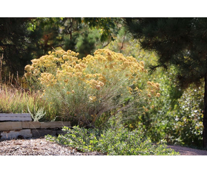 Colorado Springs Utilities Xeriscaping - Baby blue rabbitbrush