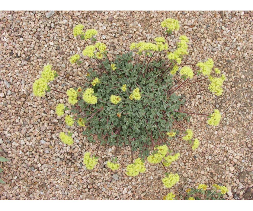 Colorado Springs Utilities Xeriscaping - Sulfur Flower