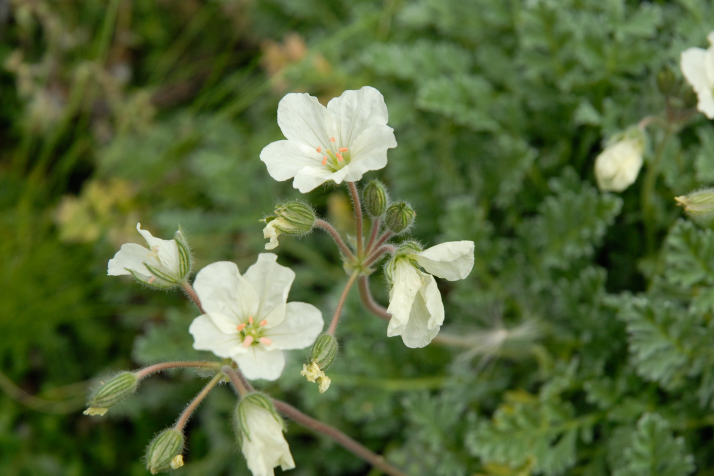 Colorado Springs Utilities Xeriscaping - Golden Storksbill