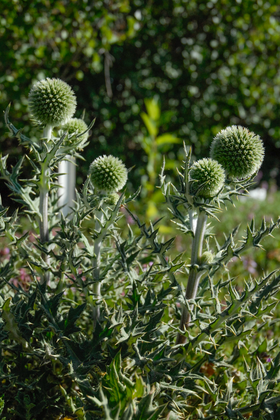 Colorado Springs Utilities Xeriscaping - Sea Holly