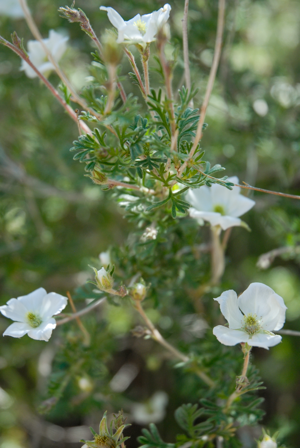 Colorado Springs Utilities Xeriscaping - Apache Plume