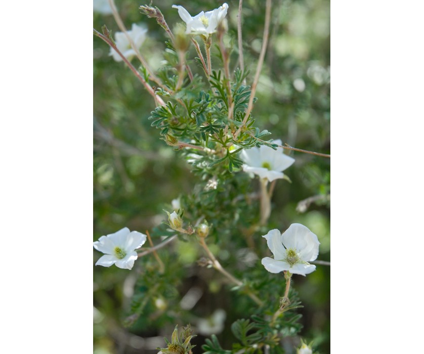 Colorado Springs Utilities Xeriscaping - Apache Plume