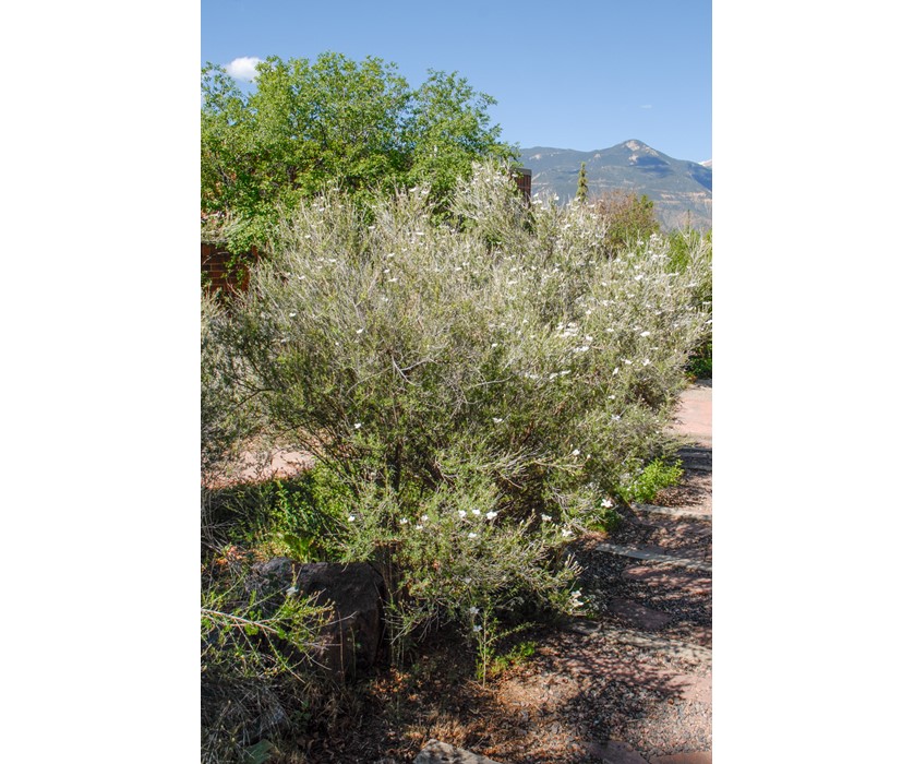 Colorado Springs Utilities Xeriscaping - Apache Plume
