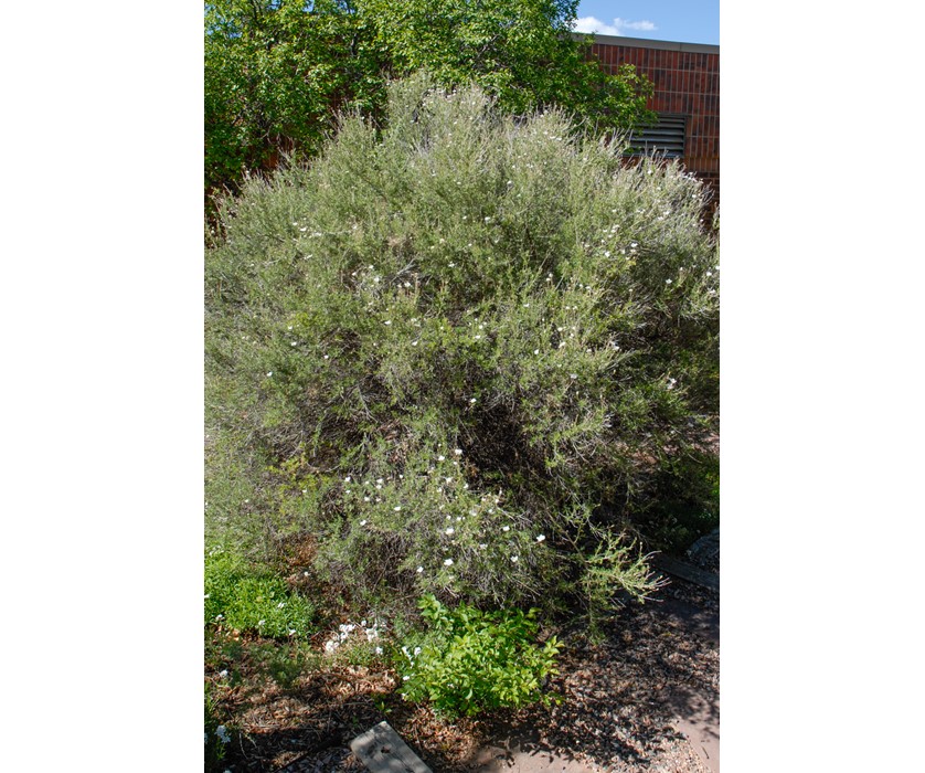 Colorado Springs Utilities Xeriscaping - Apache Plume