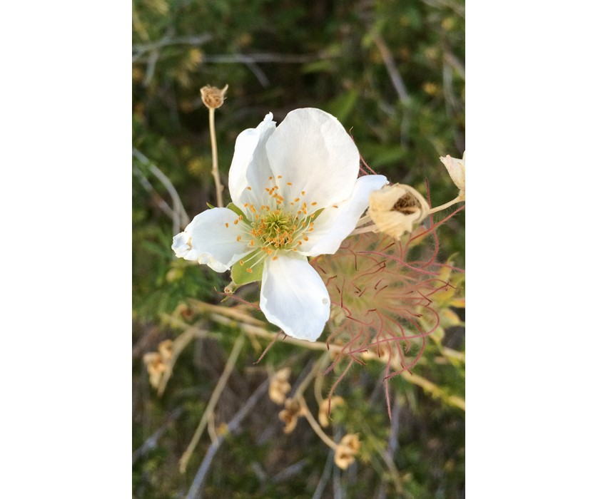 Colorado Springs Utilities Xeriscaping - Apache Plume