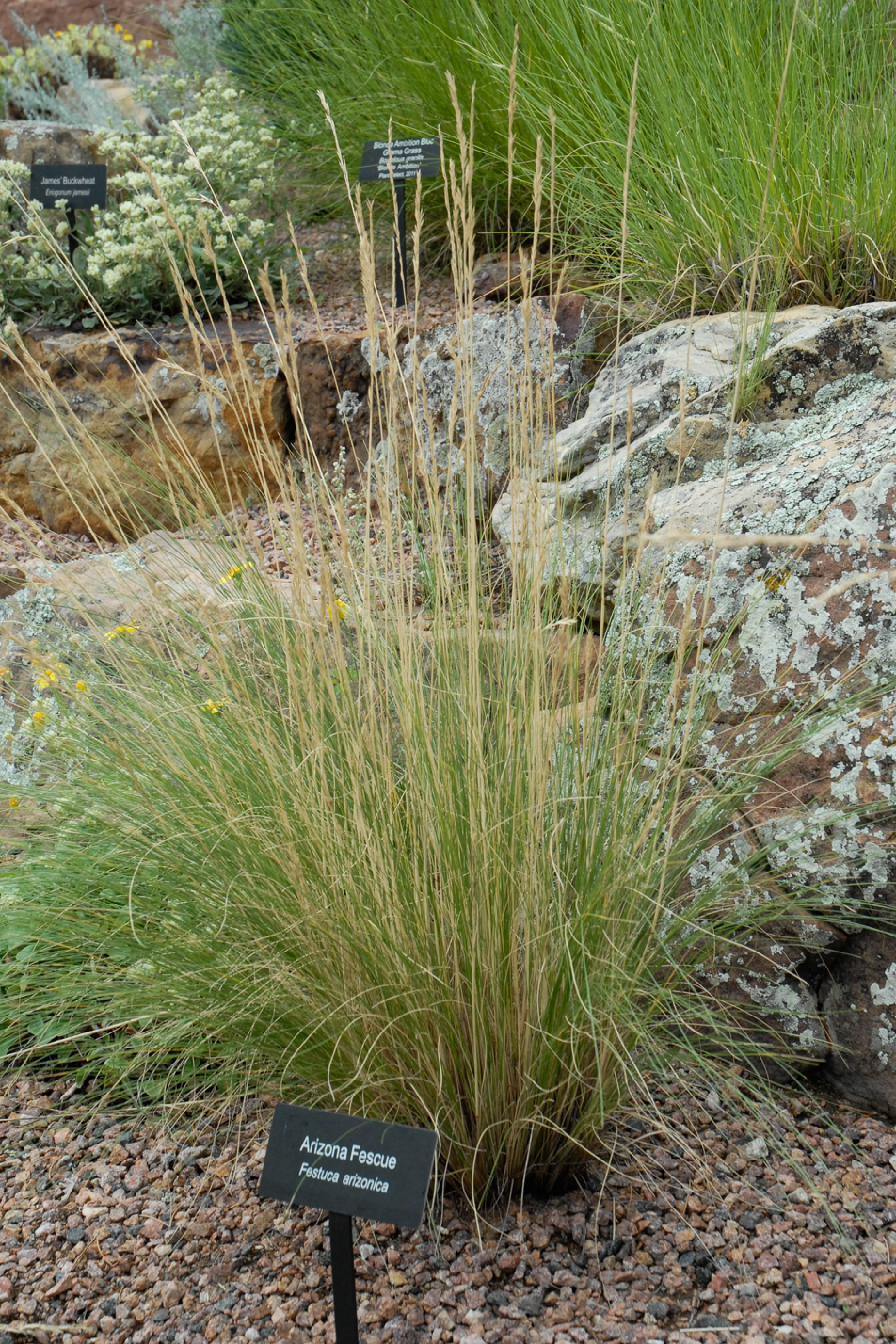 Colorado Springs Utilities Xeriscaping - Arizona Fescue