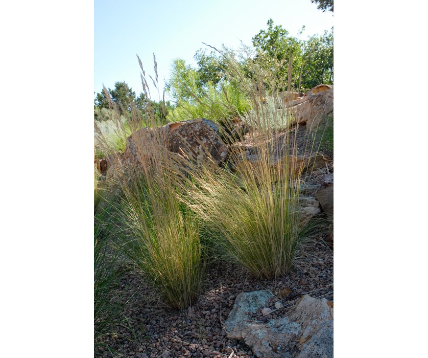 Colorado Springs Utilities Xeriscaping - Arizona Fescue