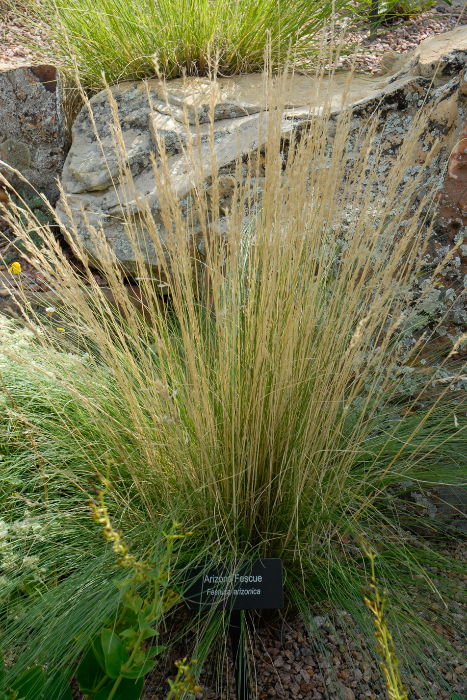 Colorado Springs Utilities Xeriscaping - Arizona Fescue