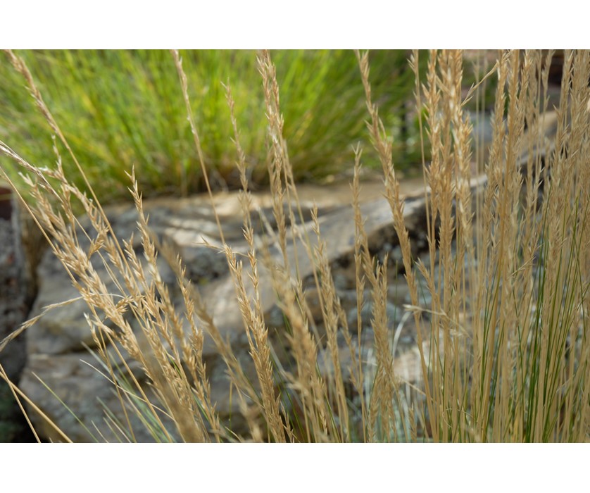 Colorado Springs Utilities Xeriscaping - Arizona Fescue