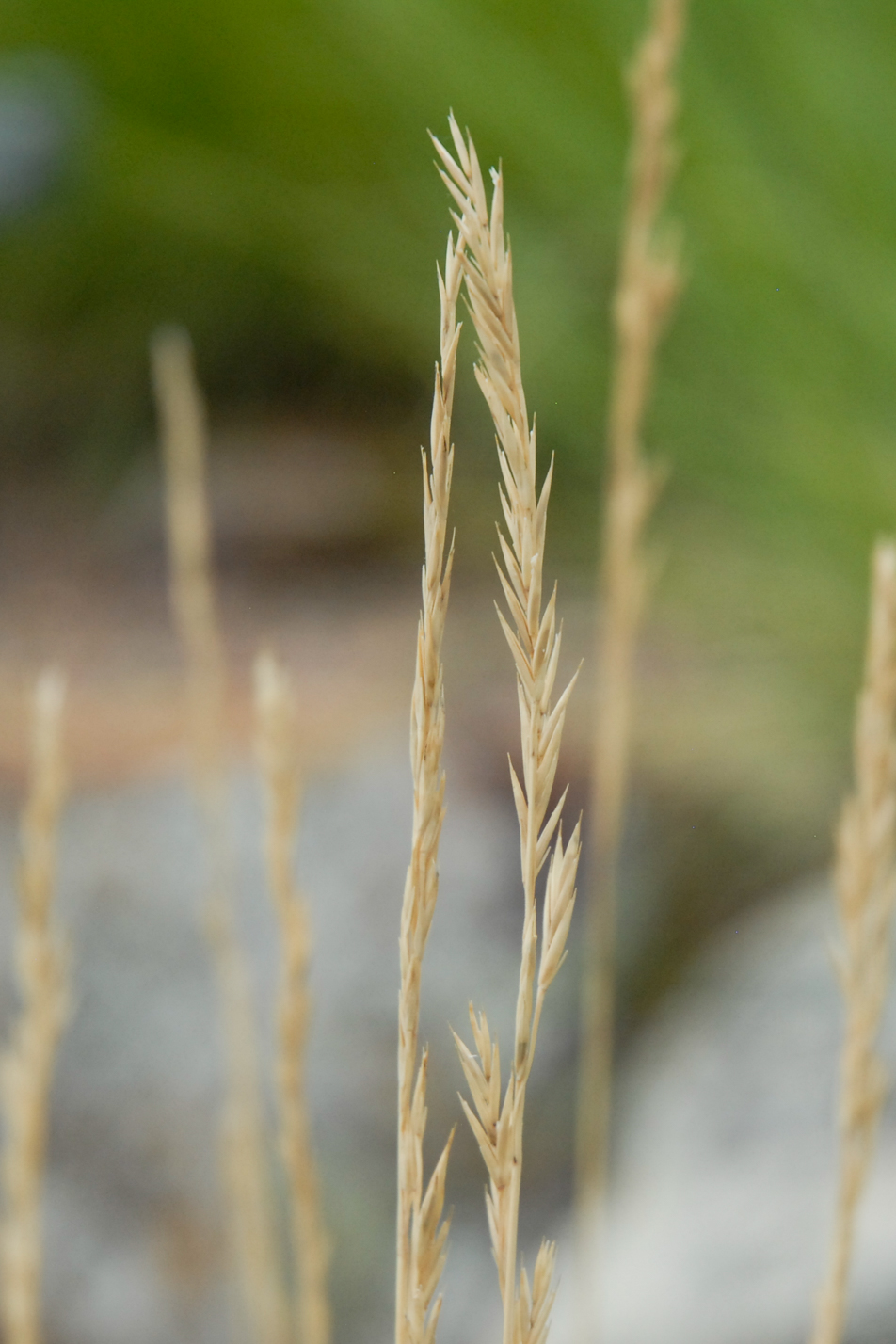 Colorado Springs Utilities Xeriscaping - Arizona Fescue
