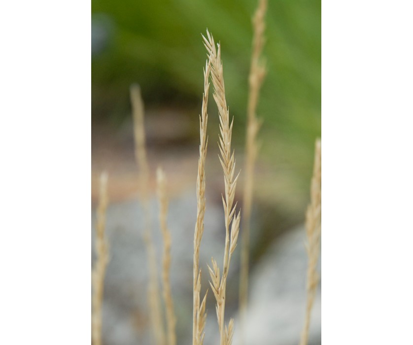 Colorado Springs Utilities Xeriscaping - Arizona Fescue