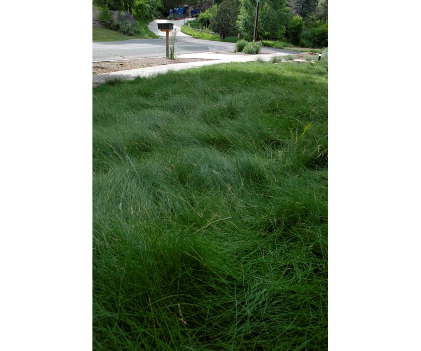 Colorado Springs Utilities Xeriscaping - Sheep Fescue